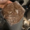 3 Pack | 5lb Milo Sorghum Grain Spawn| Sterilized Grain for Mushrooms ...