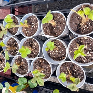 3 Raspberry Plants royalty Purplelarge, High-quality Fruit 3 Large 1 ...