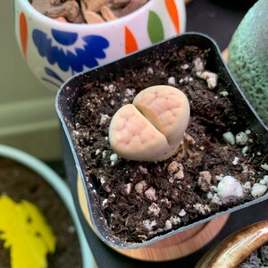 Lithops Rock Succulent Plant One Potted Plant - Etsy