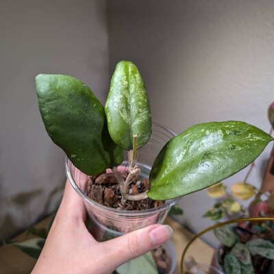 Teruno Pothos Venus Epipremnum Aureum 'venus' Terunoworld - Etsy