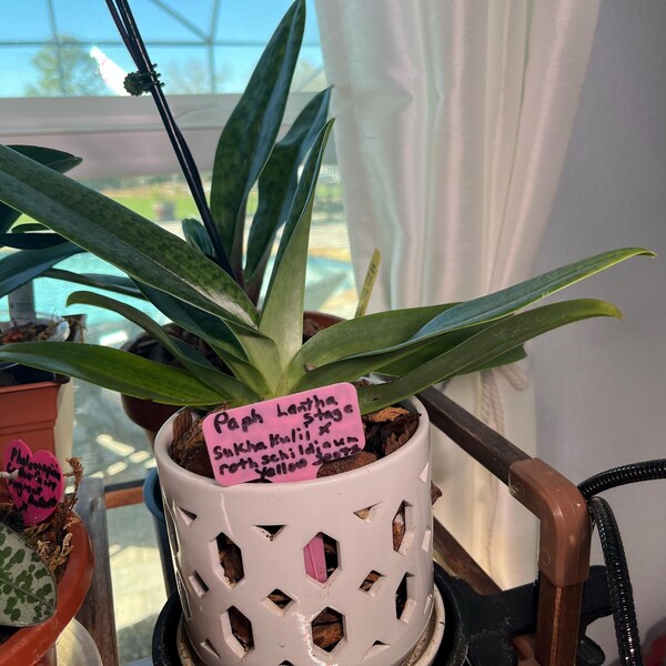 Rlc. Sung Ya Green 'mailman' (2.5” Pot) - Etsy