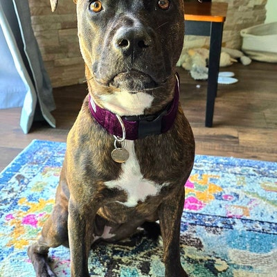 Easy Dog Tag Changer, Dog Collar Id Tag Clip With Lobster Clasp and ...