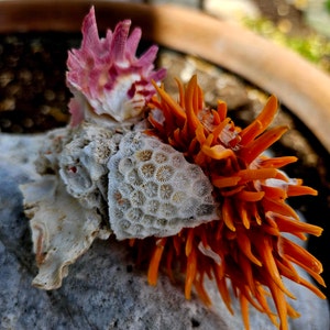 Large Specimen Grade 63.1mm CONUS Regius Royal, Crown Cone SEASHELL JB ...