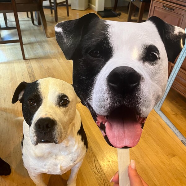 Bridal Wedding Veil Last Rodeo Bachelorette Bridal Shower Gift ...