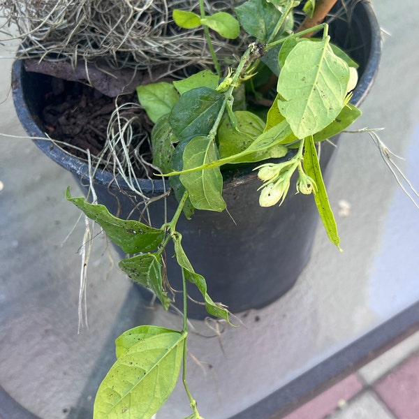 Arabian Jasmine Live Plant: Dontara Malli Double Flower (4" Pot) - Etsy