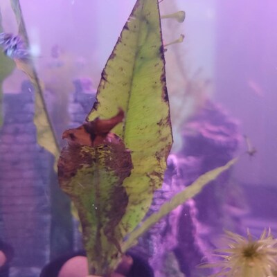 BUY2GET1FREE Java Moss, Bogor Moss Aquarium Plant Easy Aquarium Plant ...