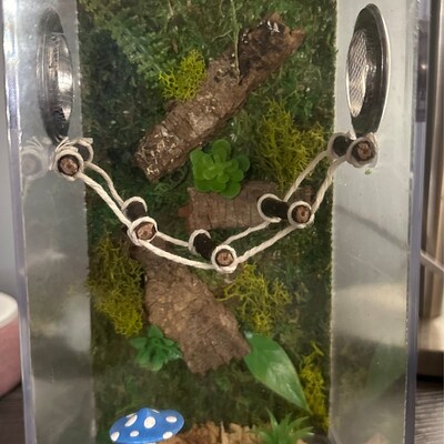 Suspension Bridge Oasis Medium Jumping Spider Enclosure, Acorn Hide ...