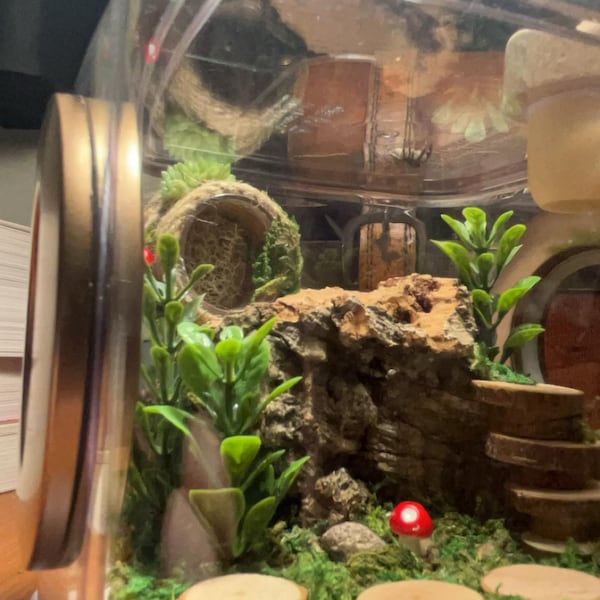 Jumping Spider Enclosure 5x5x9 Spider House, Spider Tank, Spider ...