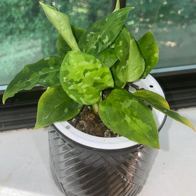 Aglaonema Pictum Tricolor Starter Plant ALL Plants Require You to Purchase ANY 2 Plants - Etsy
