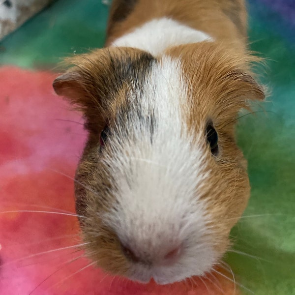Cozy Cuddle Cube 10 for Guinea Pig and Small Animals - Etsy