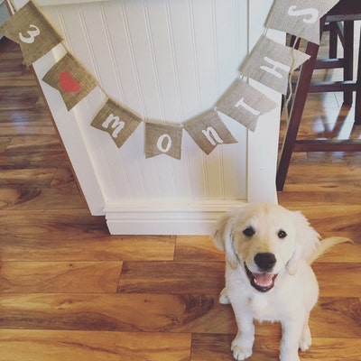 Baby Milestone Banner, Celebrate by Month, Monthly Photos, Burlap ...