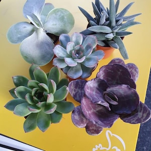 Small Succulent Plants Random Succulents 5cm Pots Open - Etsy UK