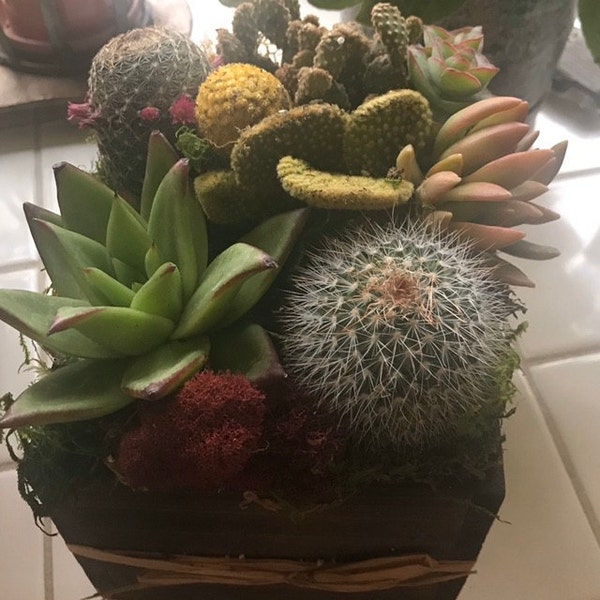Cactus Arrangement- Green Gift. - Etsy