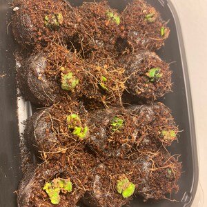 Curry Leaf Plant Seeds 10 Grown in USA Freshly Harvested Murraya ...