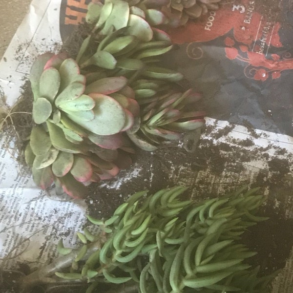 Large Succulent Plant Variegated Crassula Platyphylla. - Etsy