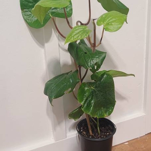 Kalanchoe Pinata Bryophyllum Pinnatum Miracle Leaf Leaf of Life 만손초 ...