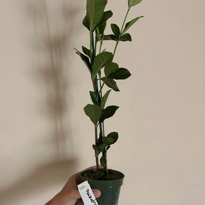 Crossvine Bignonia TANGERINE Beauty Live Vine Plant Fast - Etsy