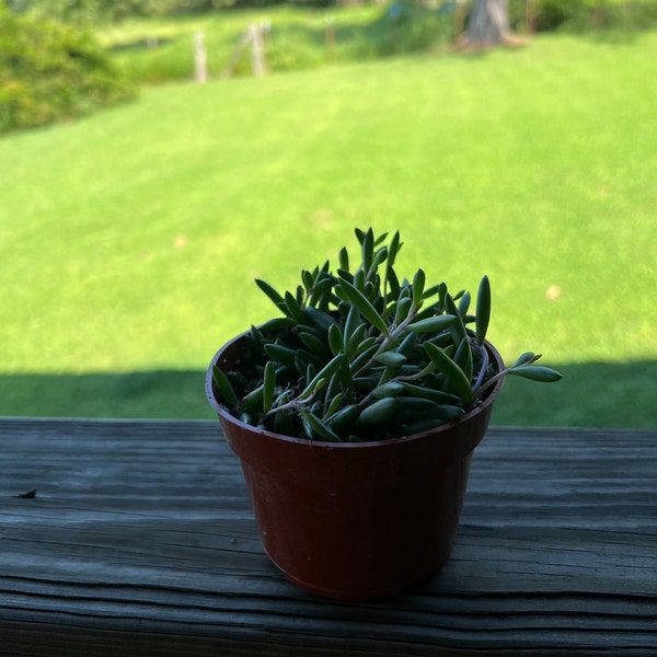 String of Little Pickles, Othonna Capensis ‘ruby Necklace’ in 2 Inches ...