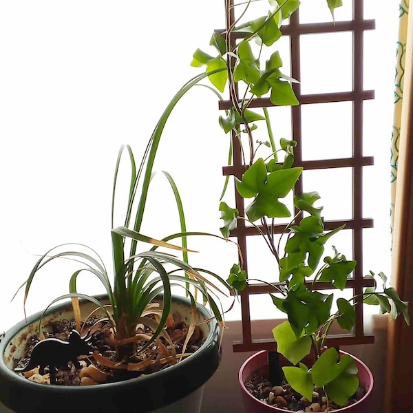 Ladder Indoor Plant Trellis (3 Sizes for 2-6" Pots) | Mini & Small Wood ...