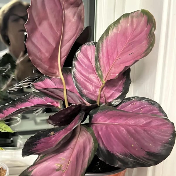 Marcus Pumpkin Avocado Tree , “cold Hardy” Grafted in 3 Gallons Pot, No ...