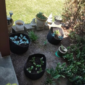 Alpaca Poop Fertilizer 100% All Natural, Alpaca Tea, Alpaca Black Gold ...