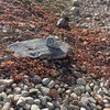 Warty Frog, Toad, Little Frog Prince, Frog Statue, Concrete Frog ...
