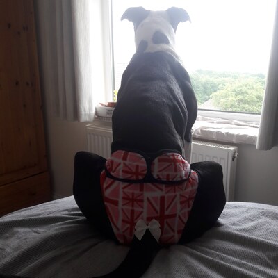 Dog Hygiene Knickers / Dog Season Pants Handmade by Me MADE TO ORDER by ...