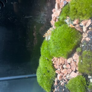 Live Clean and High Quality Planted Sheet Moss & Cushion Moss - Etsy