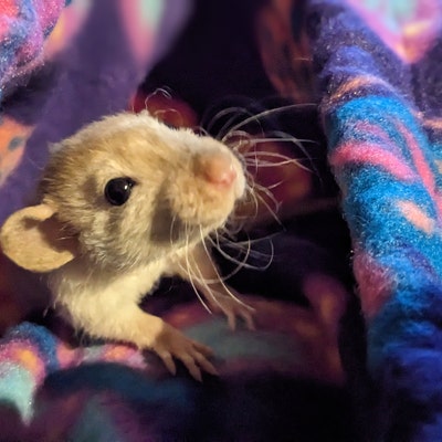 Ratoob, Dark Gray - Etsy