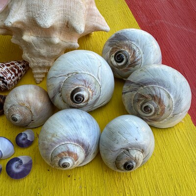 COLORFUL FLORIDA SEASHELL Mix, 30 Piece Variety Shell Pack for Gifts ...