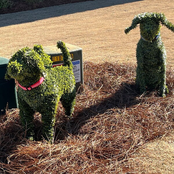 Meet Cooper the Playful Pup- Fun, Faux Plant, Topiary Dogs! Enhance ...