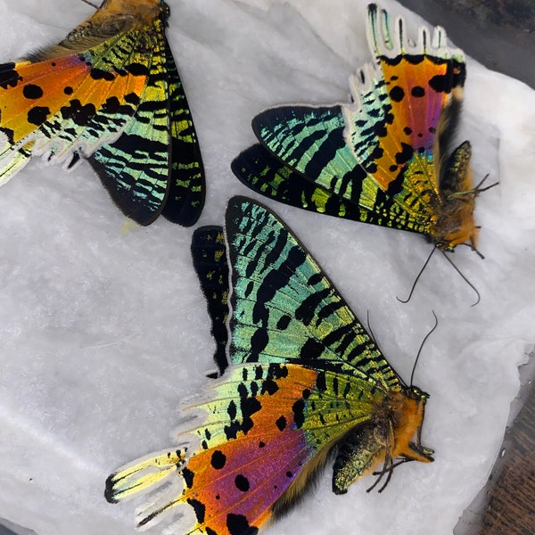 Unspread Madagascar Sunset Moths// A1/A1- Chrysiridia Rhipheus ...