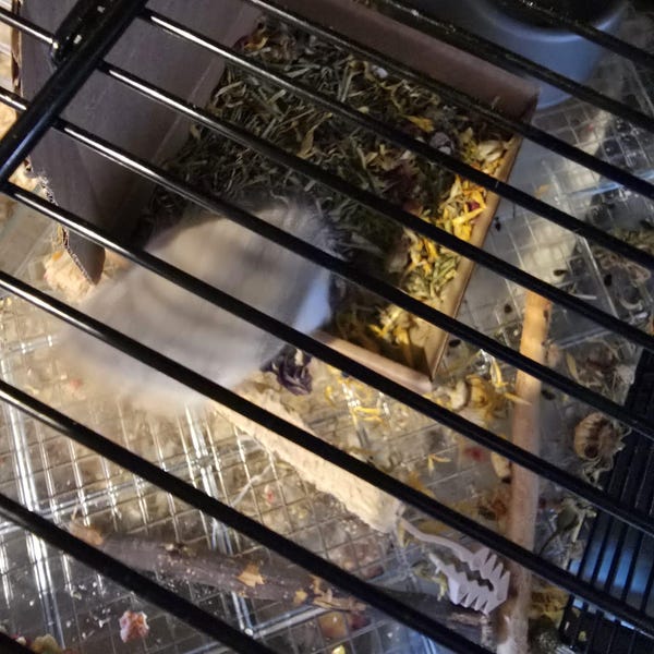 Forage Box | Rabbits, Guinea Pigs, Hamsters, Rats - Etsy