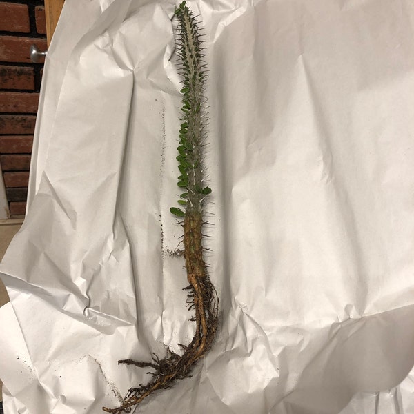 Alluaudia Procera, Madagascar Ocotillo Succulent, Live Plant (bare Root ...