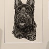 Bijon Art, Bijon Drawing, ORIGINAL Drawing, Bijon Sketch, Dog Art, Dog ...