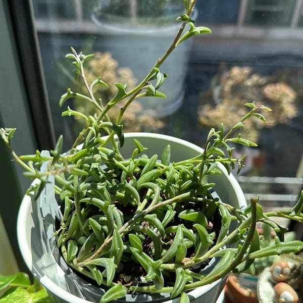 Rose 'fantastic at 60' - Happy Birthday Rose Gift Wrapped With Huge Bow ...