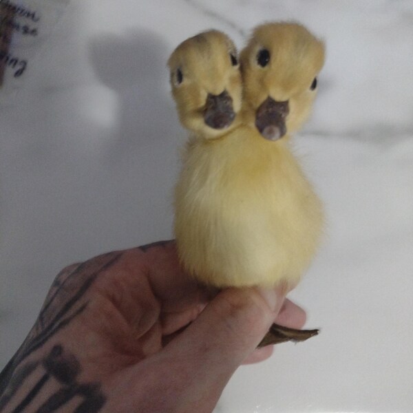 Thriller Strange 2 Headed 1：1 Duck Taxidermy Brown Duckling Oddity Home ...