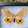 Crenis Pechueli One Real Butterfly Orange Blue Africa - Etsy