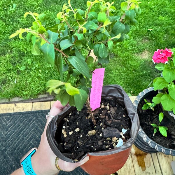 Hosta TRUE Chartreuse With White/cream Edges 'american Dream' in 4.5x5 ...