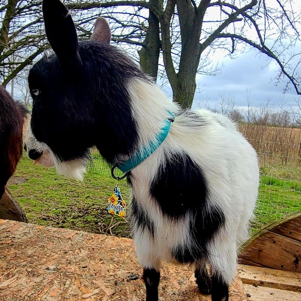 Personalized Goat Name Tag, Livestock Name Tag, Goat Identification Tag ...