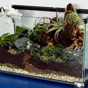 Large Terrarium Assortment Mix of British Soldier Pixie Cups - Etsy