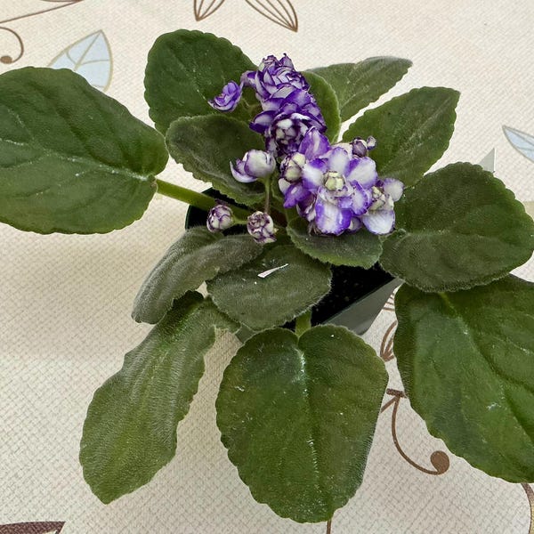 Micro Mini African Violet Vallarta Campanas Moradas - Etsy