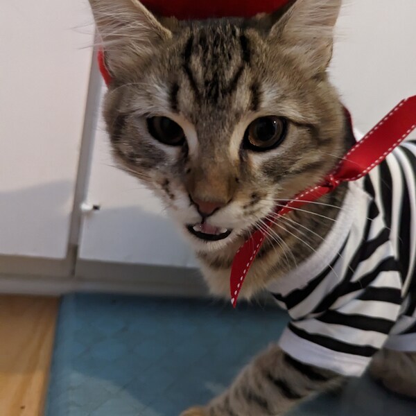 Complete French Cat Outfit- Cat Beret, Ascot and Striped Shirt Pet ...