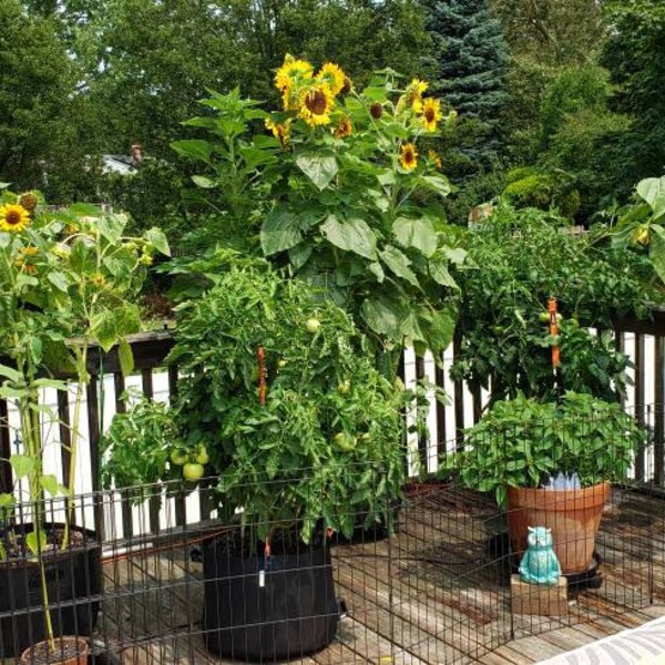 Spy Camera Enclosure Pot Custom Made - Etsy