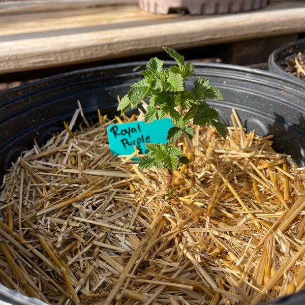 2 Raspberry Plants Joan J - Completely Thornless, Everbearing, High ...