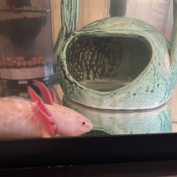 Axolotl Sculpture - 5 Inch Hideout - MADE TO ORDER - Ceramic Aquarium ...