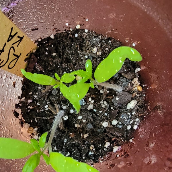 Rebel Starfighter: Kayleigh Anne Pink - Etsy