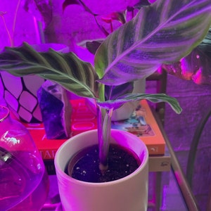 Goldfish Watering Can Fish Watering Can Cute Watering Can | Etsy