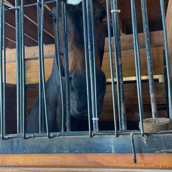 Fancy Horse Stall Name Plate Solid Brass and Wood Personalized, Stall ...