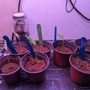 Aloe Striata 10 Seeds 'ghost Aloe' Succulent Uncommon - Etsy